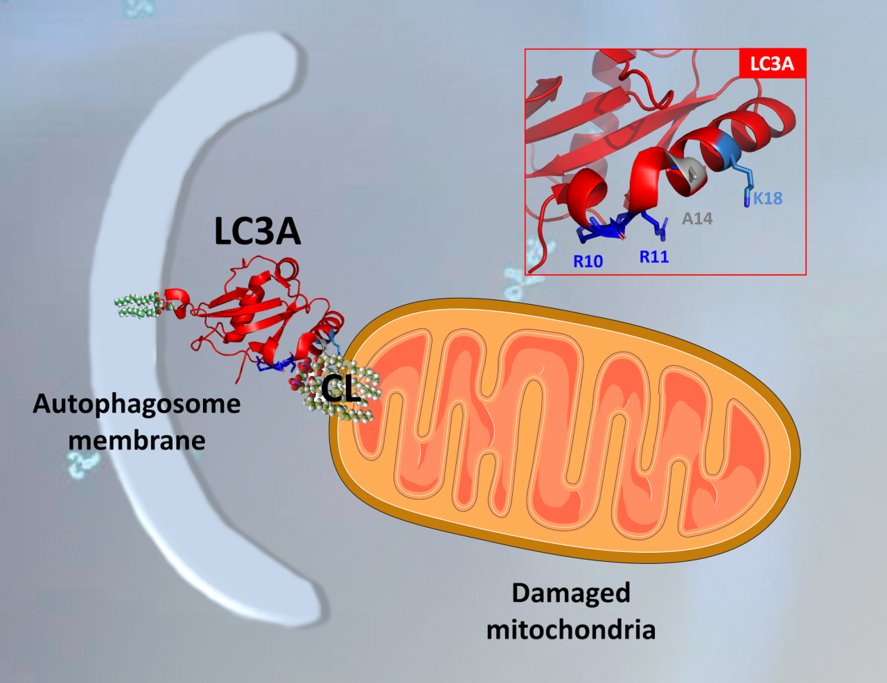 #paperhighlights Dec2022 #4 | Spanish Biophysical Society